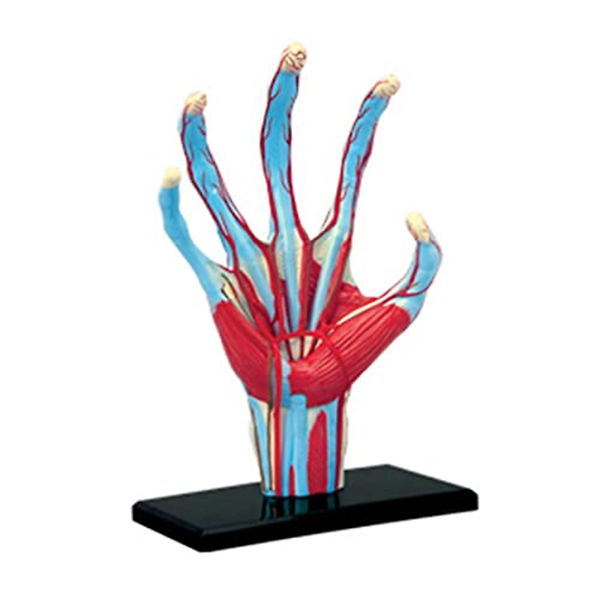 Human Hand Skeleton Model Anatomical Model Anatomy DIY Gift Children Puzzle Educational Model Internal Organs Model Human Hand Model Anatomical Models Of The Human Hand For Students Hand Anatomy Model