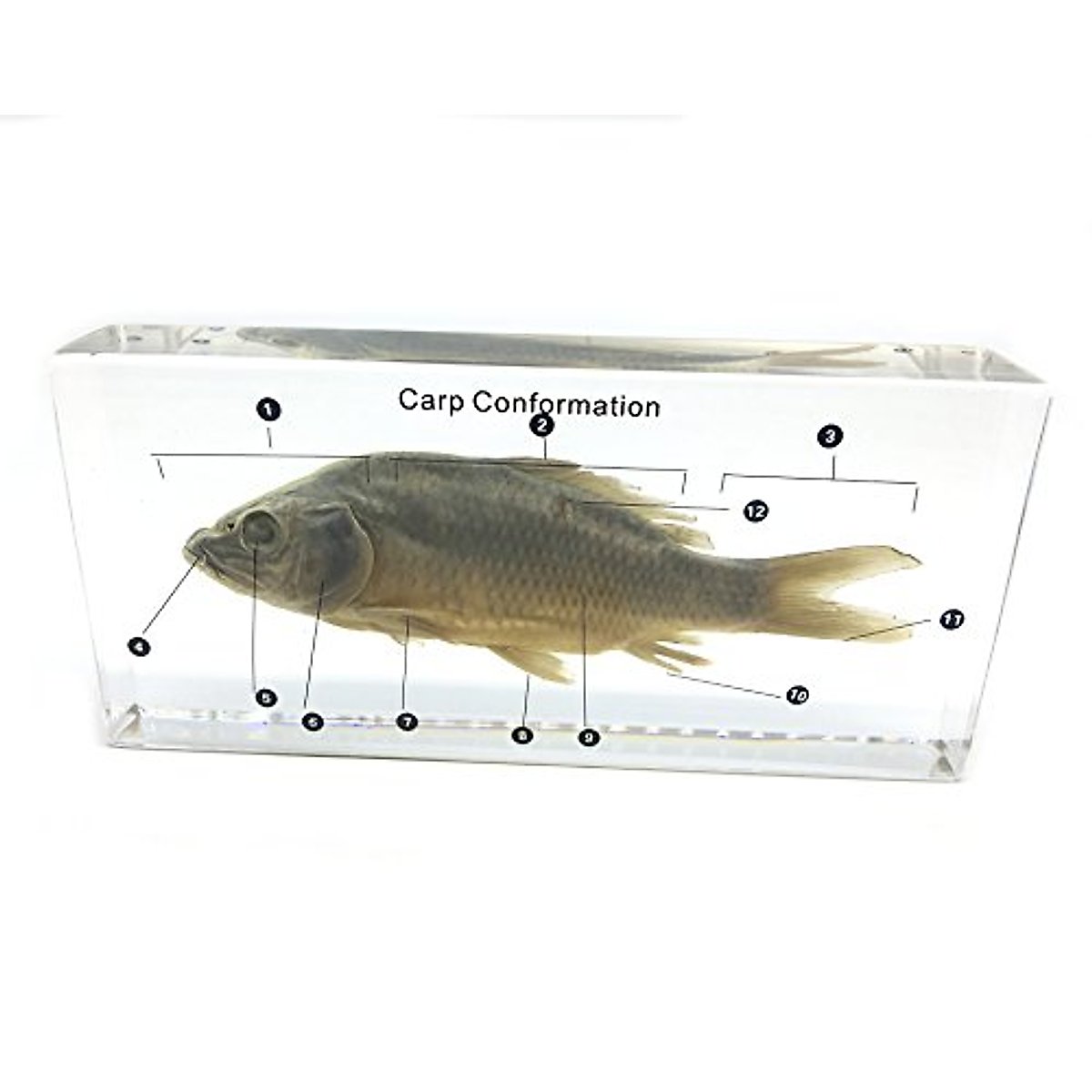 Fish Carp Conformation Specimen in Acrylic Block Paperweights Science Classroom Specimens for Science Education