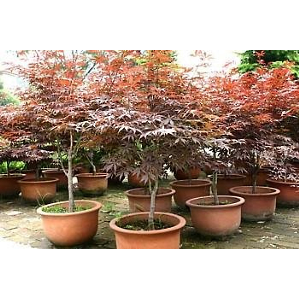 Suminagashi Japanese Maple 10 Seeds- Outdoors or Bonsai