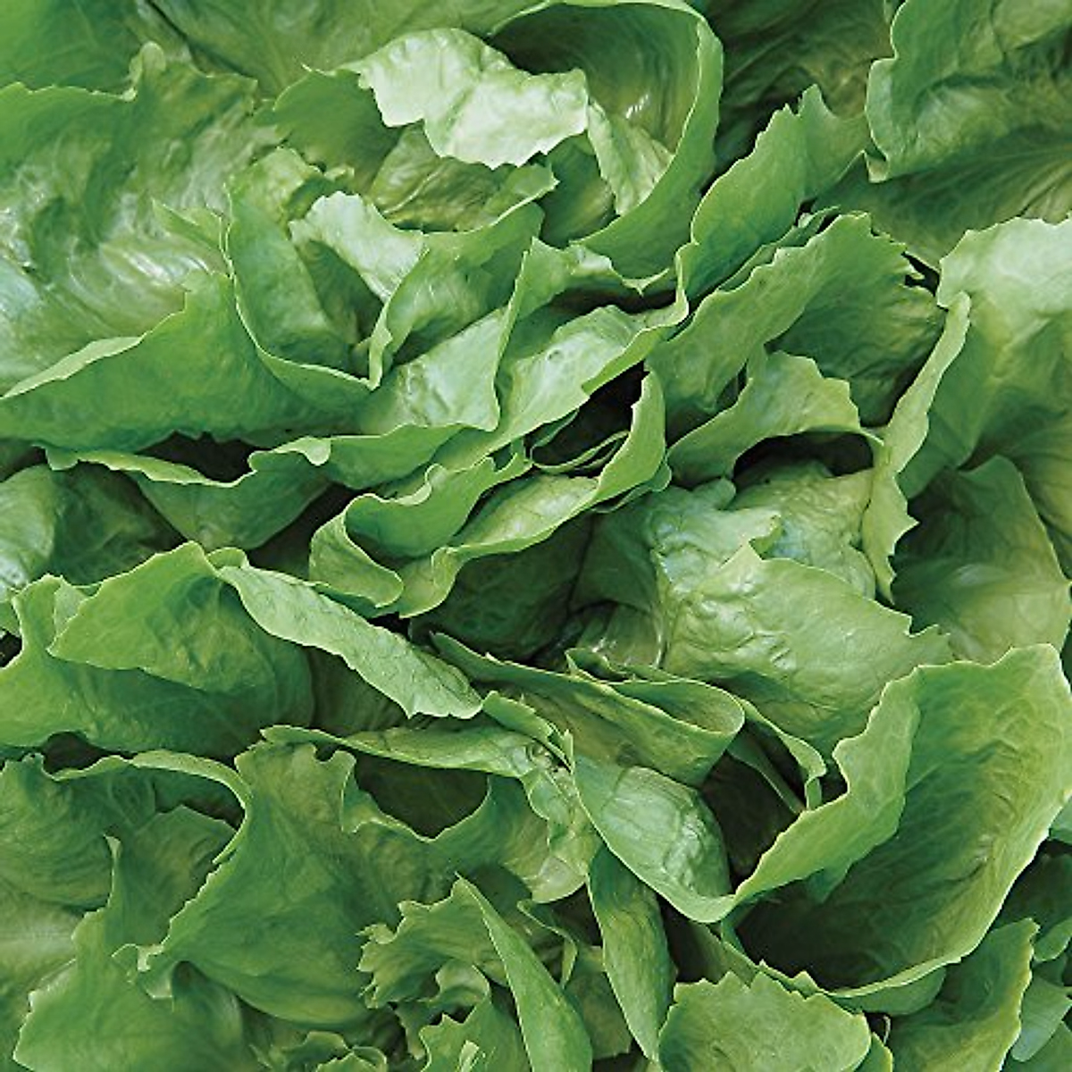 Burpee Sugarloaf Escarole Seeds 675 seeds