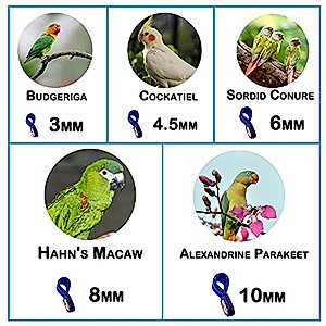 Parrot Bird Harness Leash Anti-bite Outdoor Blue Flying Training Rope with 5pcs Different Sizes of Soft Foot Loops and Training Whistle(Upgraded Version of Ankle Ring)