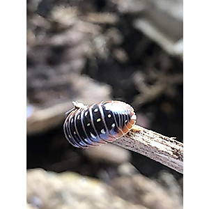 Bugzy Bugs Clown Isopods 10 Count Armadiliidium Klugii Montenegro Roly Poly Insects Cleanup Crew for Terrarium Reptile Pet Food (10 Count)