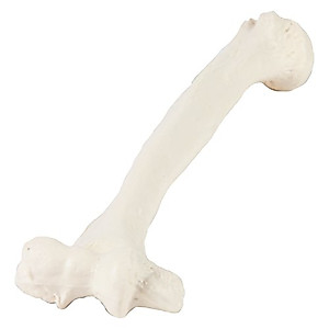 Axis Scientific Humerus Bone Model | Right | Cast from a Real Human Humerus Bone l Upper Arm Bone Model Has Realistic Texture and Important Bony Landmarks | Includes Product Manual
