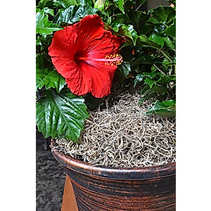 Mosser Spanish Decorative Moss, 250-Cubic Inch