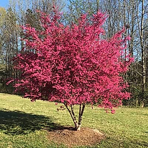 1105-Eastern Redbud Tree (Cercis Canadensis ‎) Seeds by Robsrareandgiantseeds UPC0764425786986 Non-GMO,Organic,USA-Grower,Bonsai, 1105 Package of 25 Seeds