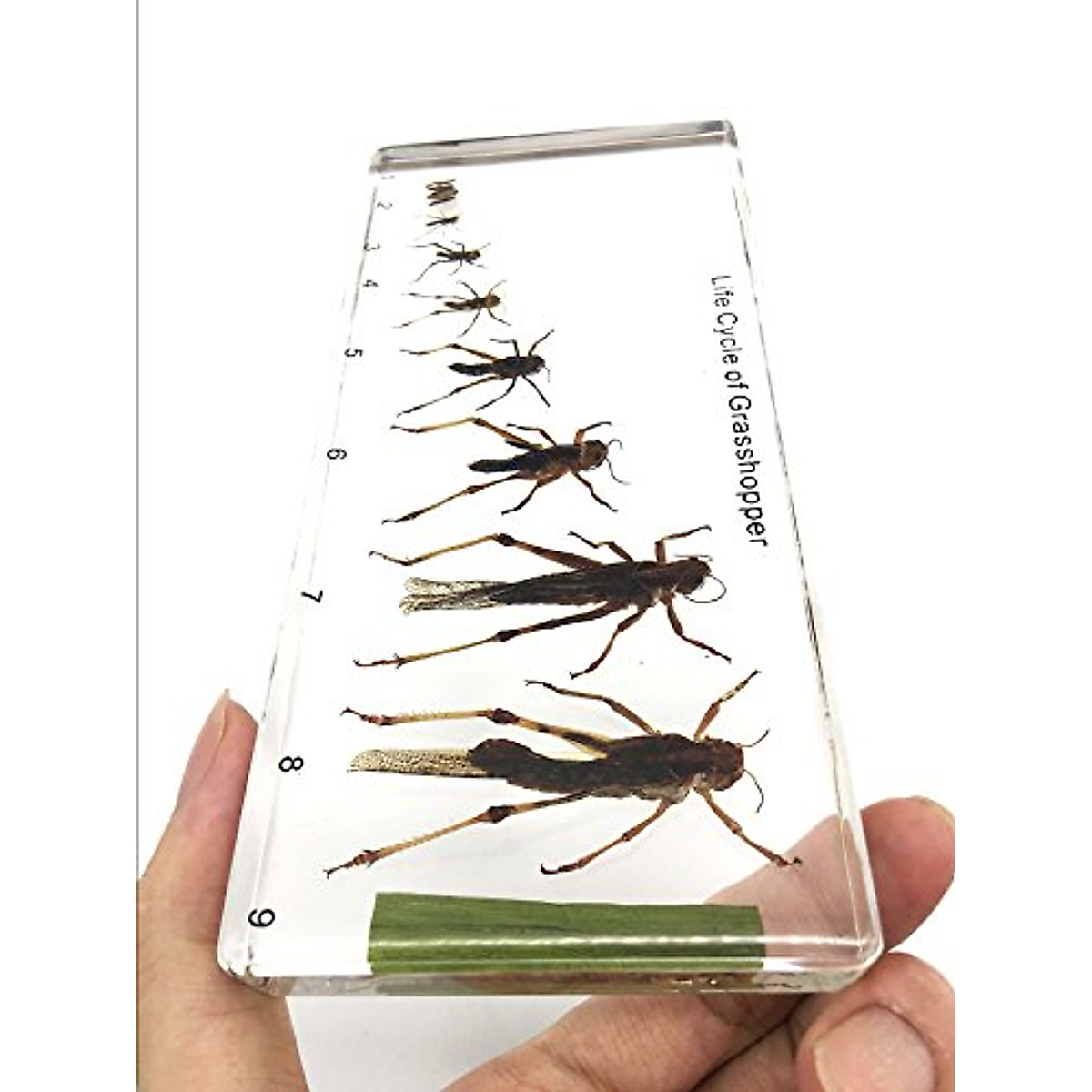 Lifecycle of a Locust（Grasshoppeer） Paperweights Specimen for Science Education Paperweight for Book for Office for Desk