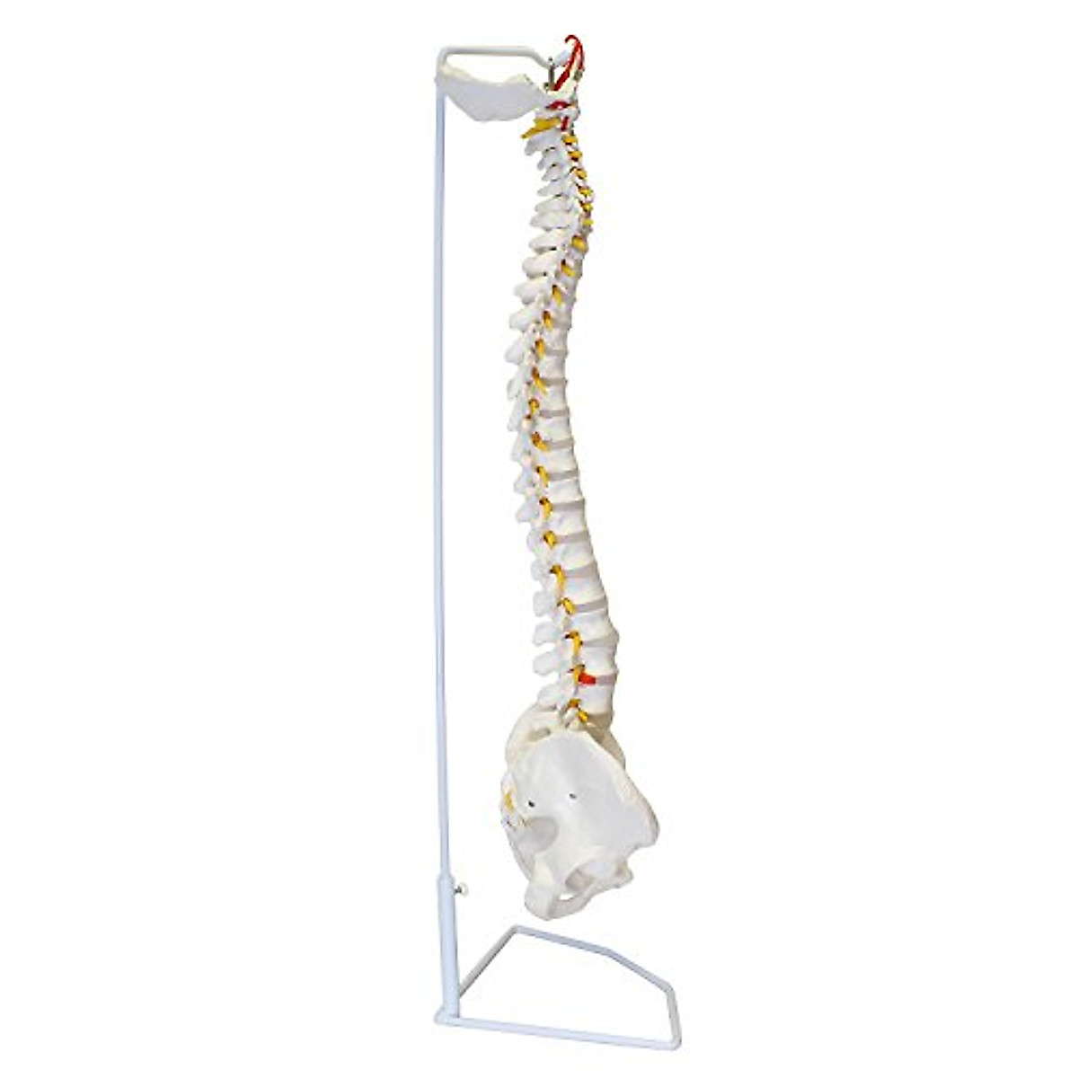 MonMed Life Size Vertebral Column Model with Spinal Nerves, Skull Base, and Pelvis – Flexible Spine Model with Stand