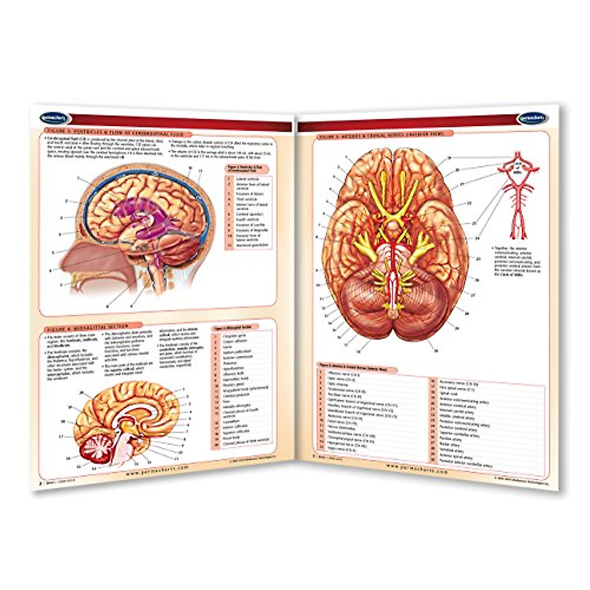 Permacharts Brain - Human Brain Chart- 8.5" x 11" Laminated Medical Quick Reference Guide
