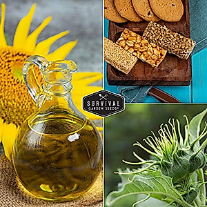 Survival Garden Seeds - Mammoth Sunflower Seed for Planting - Packet with Instructions to Plant and Grow Enormous Colorful Flowers in Your Home Flower or Vegetable Garden - Non-GMO Heirloom Variety