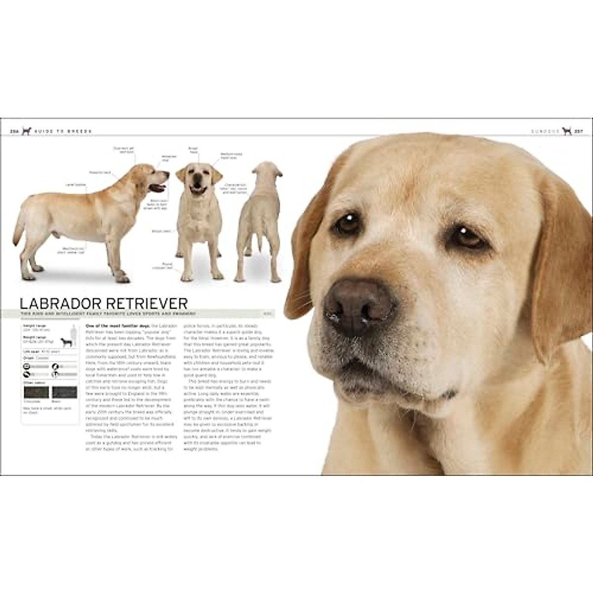 The Complete Dog Breed Book, New Edition (DK Definitive Pet Breed Guides)