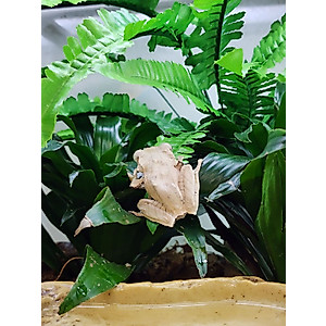 Josh's Frogs Tropical Artificial Reptile and Amphibian Plants (Fern)
