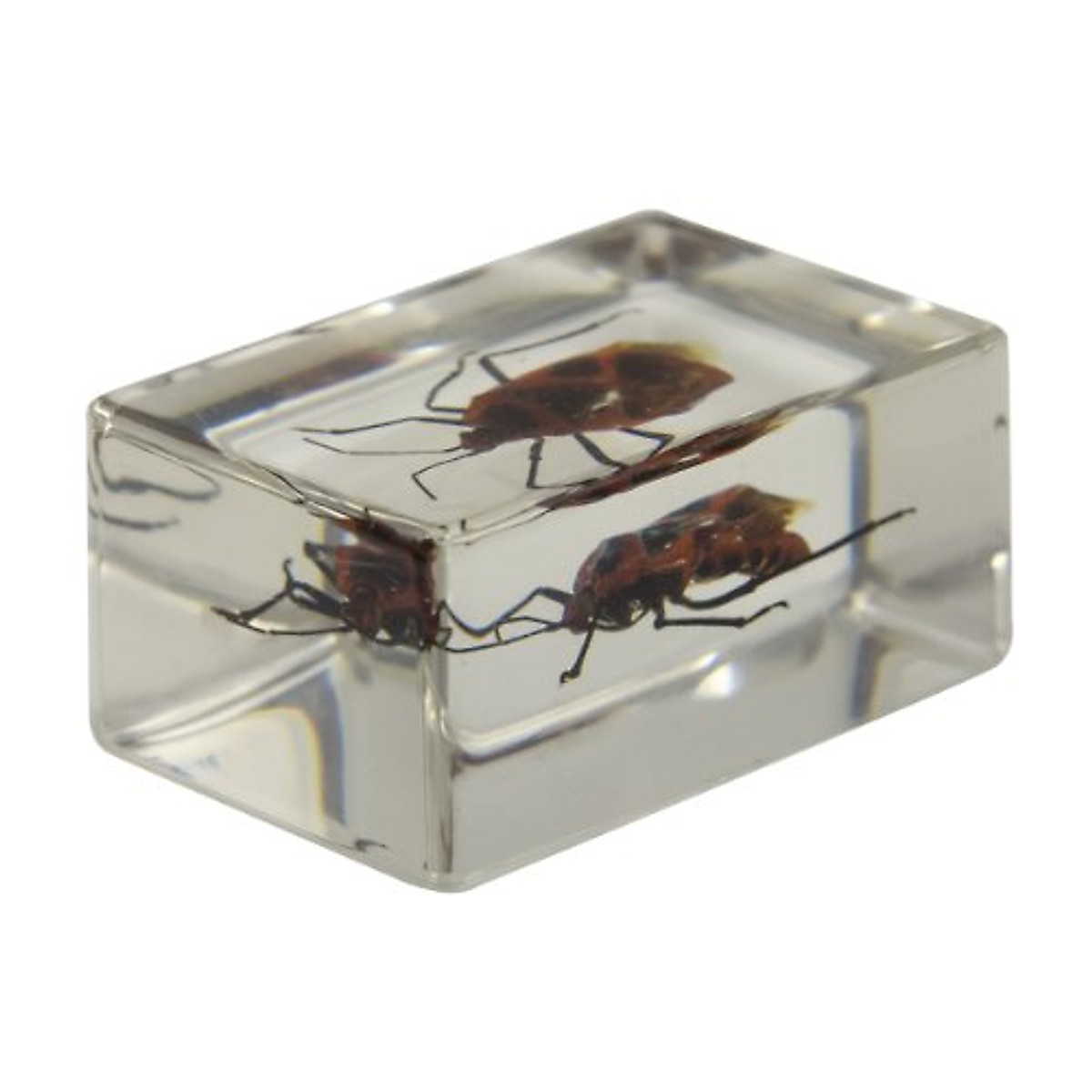 Celestron 44407 3D Bug Specimen Kit #1 (Black, Brown, Yellow)