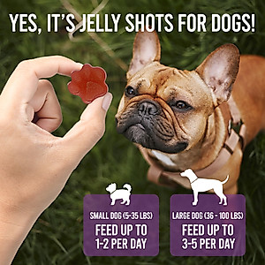 SodaPup Dogtastic Jelly Shots – Mango Flavored, Fruity Gelatin Mix Superfood Dog Treat Made in USA, Packed with Collagen and Health Benefits for Digestion, Gut, Joints, Skin, Fur, & Coat – 4.7oz