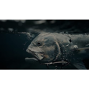 Berkley Choppo Saltwater Fishing Hard Bait, Black Chrome, 120mm - 1 oz