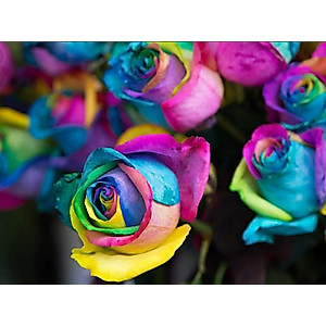100-Colorful Rainbow Rose Seeds-Beautiful Flower-Perennial