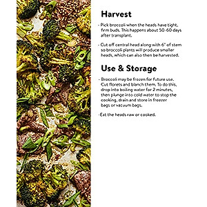 Burpee Sun King Broccoli Seeds 400 seeds