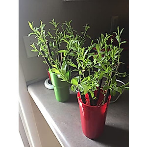 24 Hybrid Willow Trees. Austree Grows 12 Foot 1st Season. Create Instant Privacy Fence Hedge