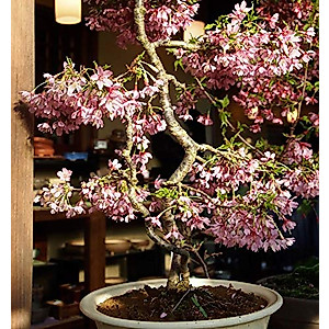 10 Japanese Flowering Cherry Blossom Bonsai Seeds, Fresh Exotic Rare Bonsai Seeds