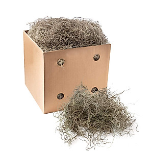 Royal Imports Preserved Natural Spanish Moss, Fresh Dried Shredded Loose Chunks, 2 LB Bulk Case