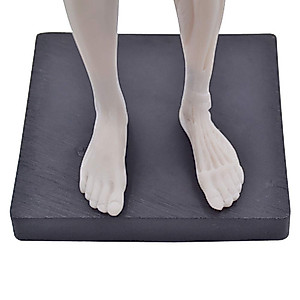 Alkita Female Resin Human Body Musculoskeletal Anatomical Model 11 inch