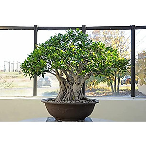 100 Pcs Banyan Seeds Bonsai Tree Seeds Indoor and Outdoor Bonsai Seed for Home Yard Garden Decor Easy to Grow