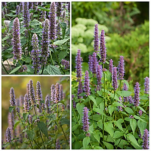 Seed Needs, Anise Hyssop Seeds - 500 Heirloom Seeds for Planting Agastache foeniculum - Medicinal Herb for Tea & Essential Oils, Non-GMO & Open Pollinated (1 Pack)