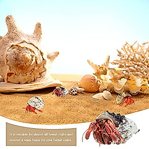 WEOXPR 15 Pieces Hermit Crab Shells - 15 Kind Large Growth Turbo Seashells, Opening 0.8" - 1.5" Natural Sea Shells for Hermit Crab Supplies, Aquarium Decoration