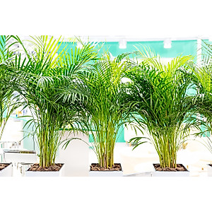 American Plant Exchange Areca Palm Tree, Graceful Indoor Houseplant, 6-Inch Pot, Bright Golden Canes, Air-Purifying Live Plant