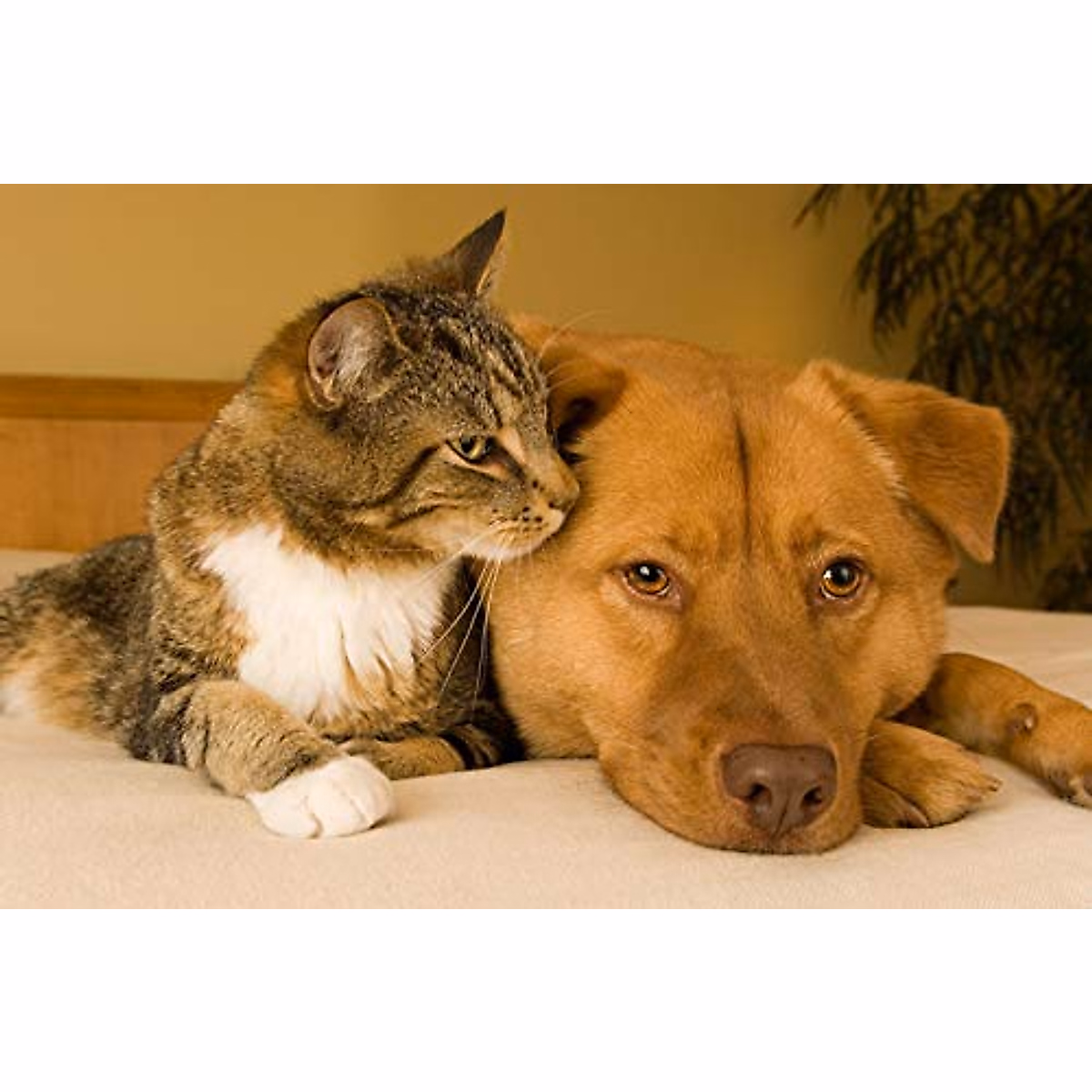 Dog Joint Inflammation Supplement - Pets Joint Support with Turmeric and MSM - Dogs and Cats - Premium Complex - Dog Turmeric Treat - 2 Bottles (120 Tablets)