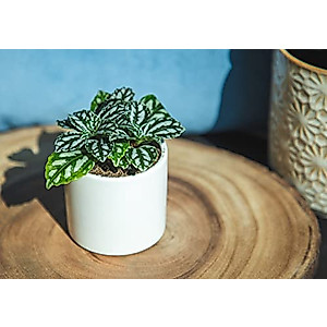 Easy to Grow Houseplants (12 Pack) Live House Plants in Plant Containers, Growers Choice Plant Set in Planters with Potting Soil Mix, Home Décor Planting Kit or Outdoor Garden Gifts by Plants for Pets