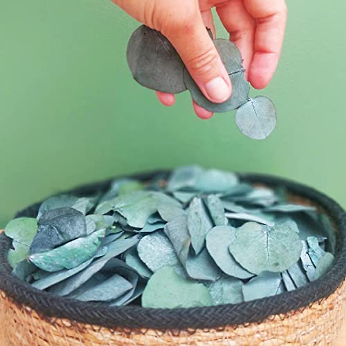 1600+ Small Preserved Real Eucalyptus Leaves, 100% Natural Bulk Eucalyptus, Biodegradable Wedding Leaves Confetti for Anniversaries, Birthday, Graduation, Bridal Showers, Baby Shower Party Decor