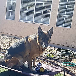 JALOUSIE 5 Pack Dog Bungee Stretch Toy Squeaky Dog Crinkle Chew Toy - Stuffingless Crinkle Paper Body No Mess - Sealed Stuffed Squeaky Head - Interactive Play Dog Crinkle Paper Sound Toy Value Bundle