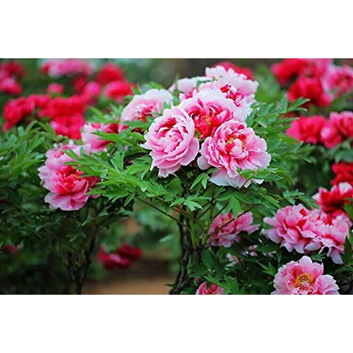 20+ Mixed Peony Flower Seeds Double Beautiful Perennial Bonsai Plant Garden