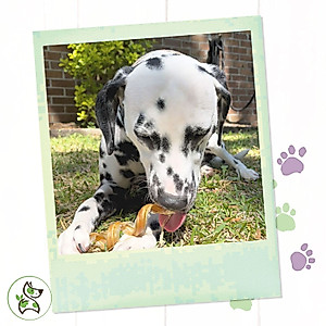 Nature Gnaws Bully Stick Springs for Dogs - Premium Natural Beef Dental Bones - Long Lasting Curly Dog Chew Treats for Aggressive Chewers - Rawhide Free 25 Count (Pack of 1)