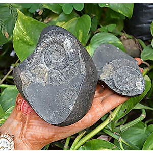 Shiva Lingam Shop Natural Shaligram, Religious Gifts, Sudarshan Saligram Stone, Sudershan Shaligram Gandaki River Nepal, Ritual Object Iconic Symbol of The God Vishnu from Nepal~I-4885
