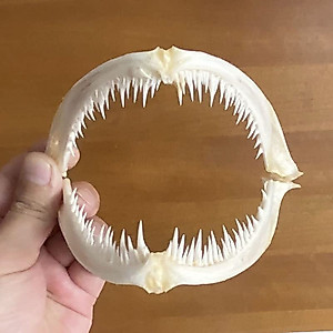 1Pcs Real Skull Anglerfish Fish Mouth Bone Skull Animal Skull Specimen
