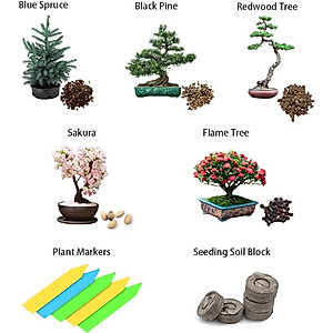 Bonsai Tree Seeds 5 Varieties of Non GMO Heirloom Bonsai Seeds Starter, Blue Spruce, Black Pine, Sakura Seeds, Redwood Tree, Flame Tree, 5pcs Plant Markers