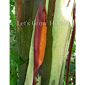 Rainbow Eucalyptus Tree, 8" + Tall, E. deglupta