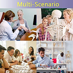 Evotech Disarticulated Human Skeleton Model For Anatomy 67 inch High, Full Size Skeleton Models with Skull, Spine, Bones, Articulated Hand & Foot, for Anatomy Medical Learning