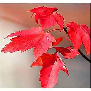 20+ Red Japanese Maple Tree Seeds Bonsai Acer palmatum Small Leaf