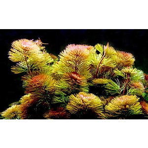 Red Cabomba Aquarium Plants Live for Growing Indoor, 5 Stems, 4 Inches to 6 Inches Tall, Planting Ornaments Perennial Garden Simple to Grow Pots Gifts
