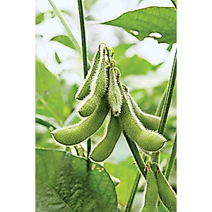 Soybeans Seeds for Planting, 25+ Heirloom Seeds Per Packet, (Isla's Garden Seeds), Non GMO Seeds, Botanical Name: Glycine max, Great Home Garden Gift