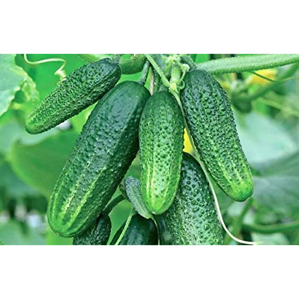 Seeds Cucumber Indoor F1 Room Early Self-pollinated Pickling Vegetable for Planting Heirloom Non GMO