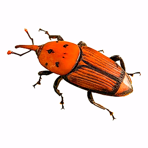 HEDO Red Palm Weevil Bucket Trap with Lure (Rhynchophorus ferrugineus) Pack of 5 to Control Damage in Coconut