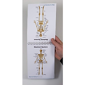 Female Anatomy (Flip Chart)