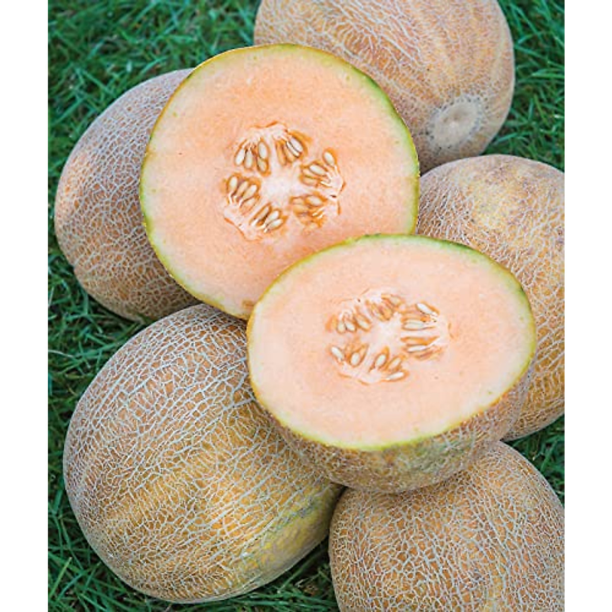Burpee Ambrosia Cantaloupe Melon Seeds 30 seeds