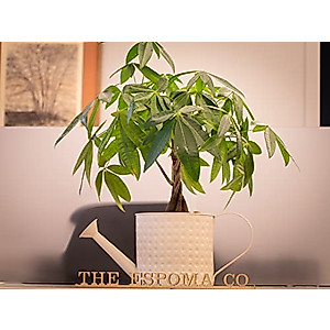 Espoma 8 Ounce Concentrated Organic Indoor Plant Food - Indoor Plant Fertilizer For Large & Small Plants Like Pothos, Fiddle Leaf Fig, Monstera, Snake & Palms - Pack of 2