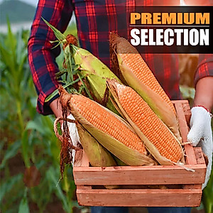 Old Potters Ear Corn for Animals - Approx. 13 lbs - Grown in USA Feed for Backyard Animals, Great for Squirrels, Deer, Rabbits, and Other Wildlife, 24-30 Count.