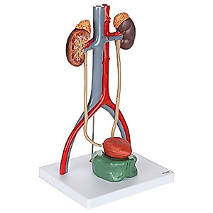 Axis Scientific Anatomy Model of Male Urinary System | Urinary System Model is 13.5 Inches Tall | Features Kidneys with Adrenal Glands, Ureters, and Bladder | Includes Product Manual
