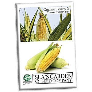 Golden X Bantom Corn Seeds for Planting, 50+ Heirloom Seeds Per Packet, (Isla's Garden Seeds), Non GMO Seeds, Botanical Name: Zea mays, Great Home Garden Gift